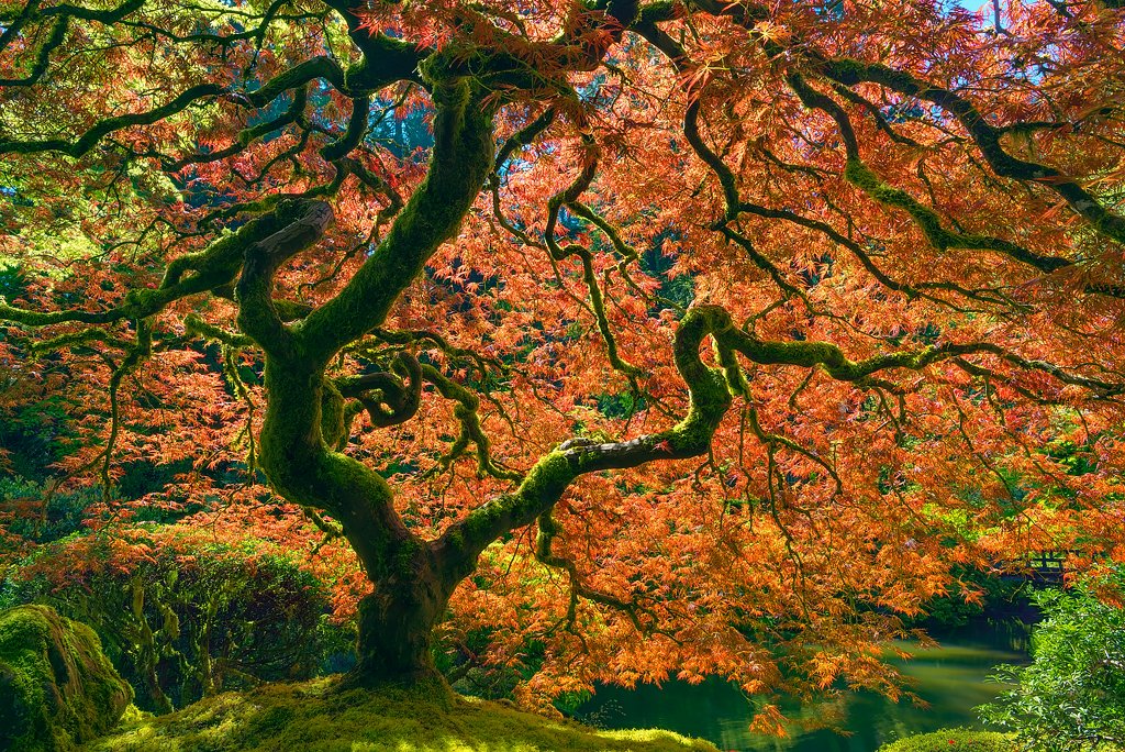The Wishing Tree - Landscape - Photo.net