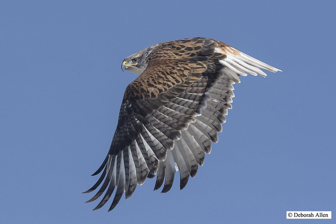 Ferruginous Hawk in Flight - Nature - Photo.net