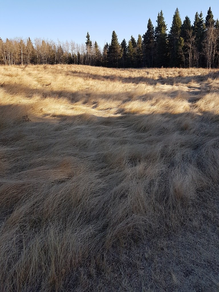 Ripply Grass, JJ Collett Natural Area, Lacombe, Alberta, Canada ...