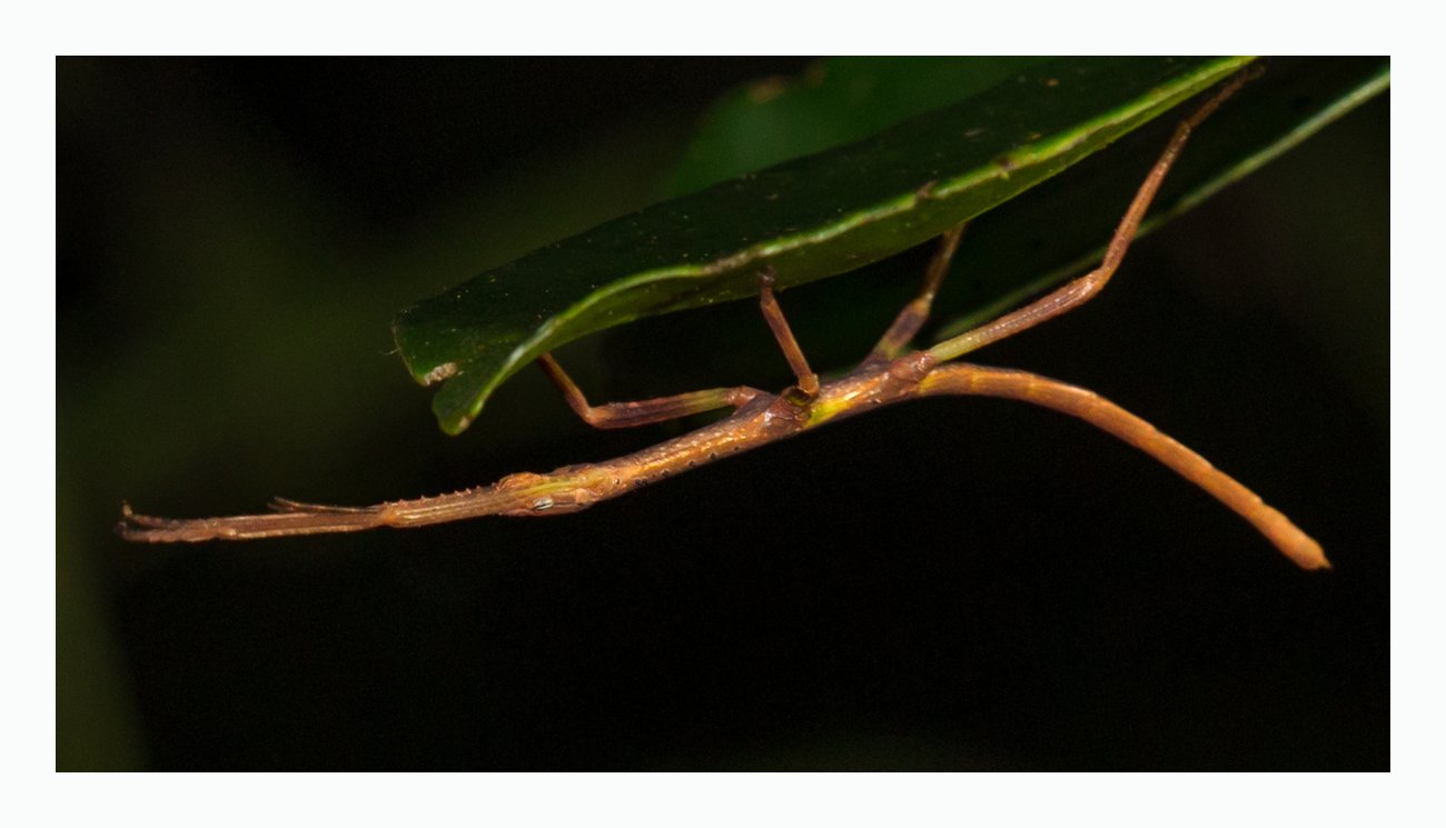 Stick Insect. Andasibe National Park - Wildlife - Photo.net