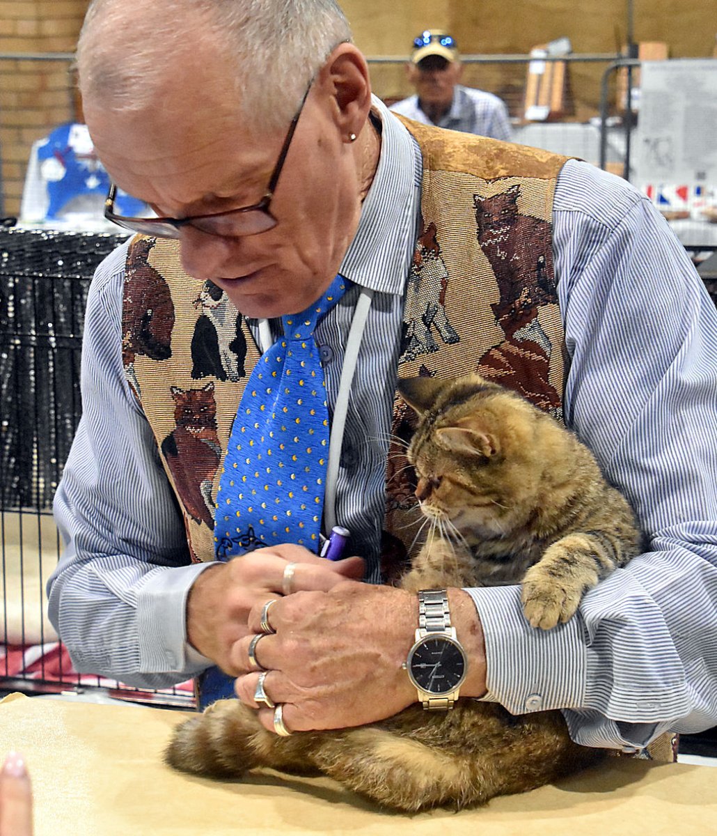 judging the cat - Animal - Photo.net