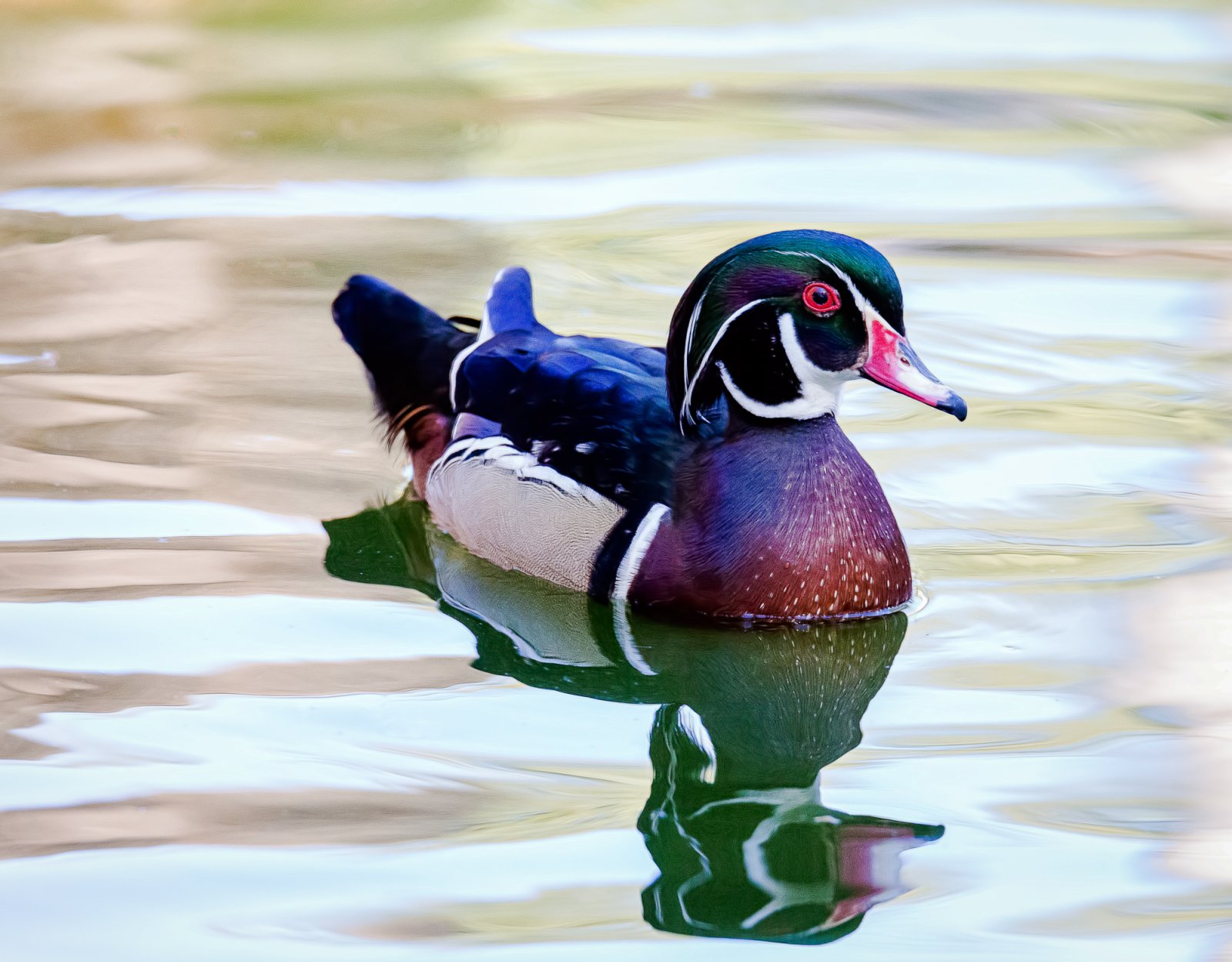 Wood Duck - Animal - Photo.net