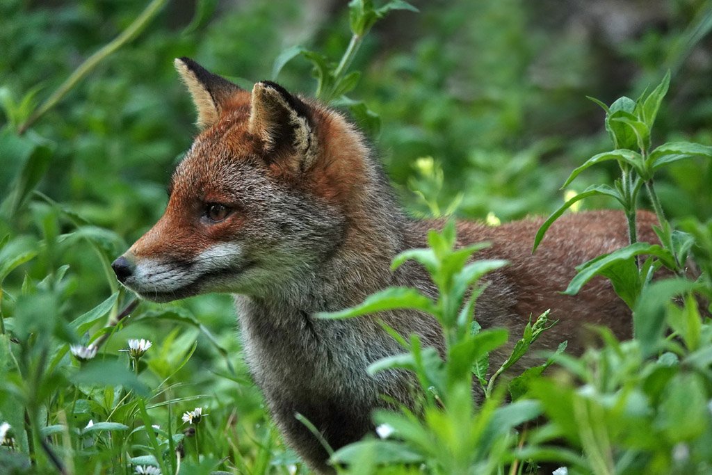 Fox - Animal - Photo.net