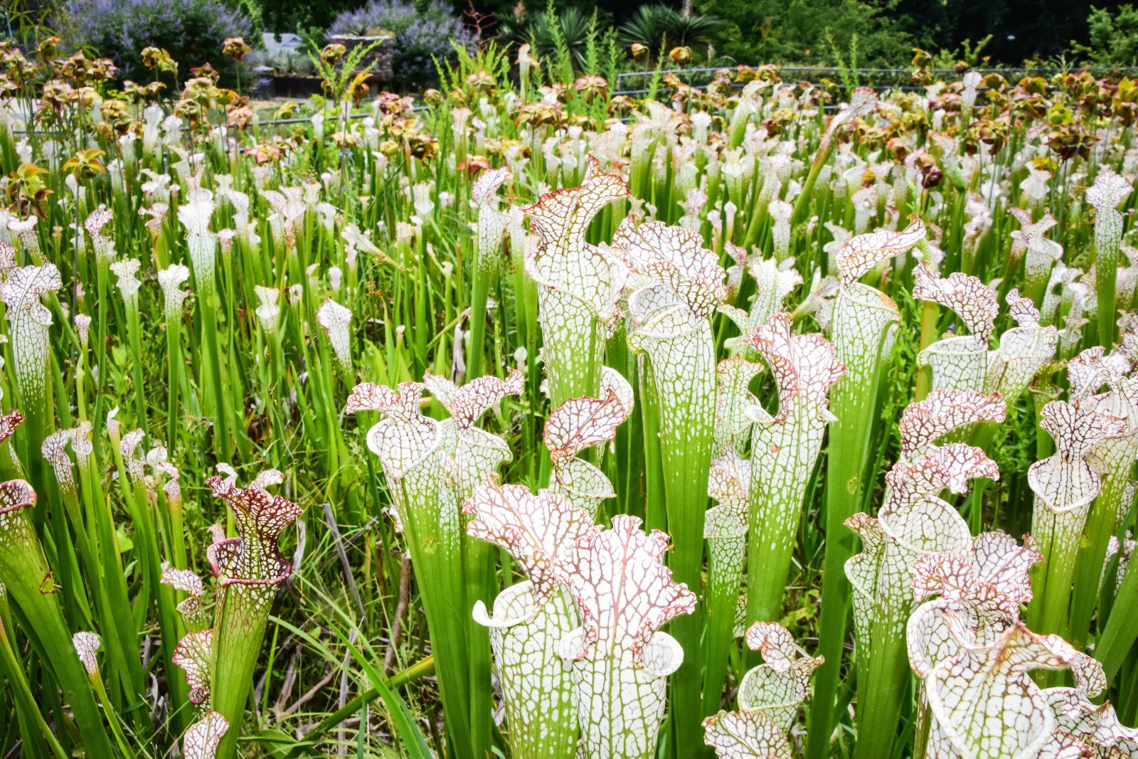 Field of White Pitcher Plants - Nature - Photo.net