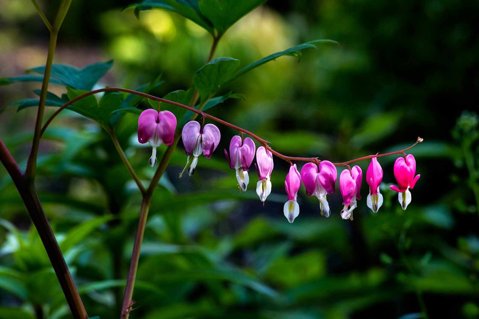 Bleeding Hearts - Flower - Photo.net