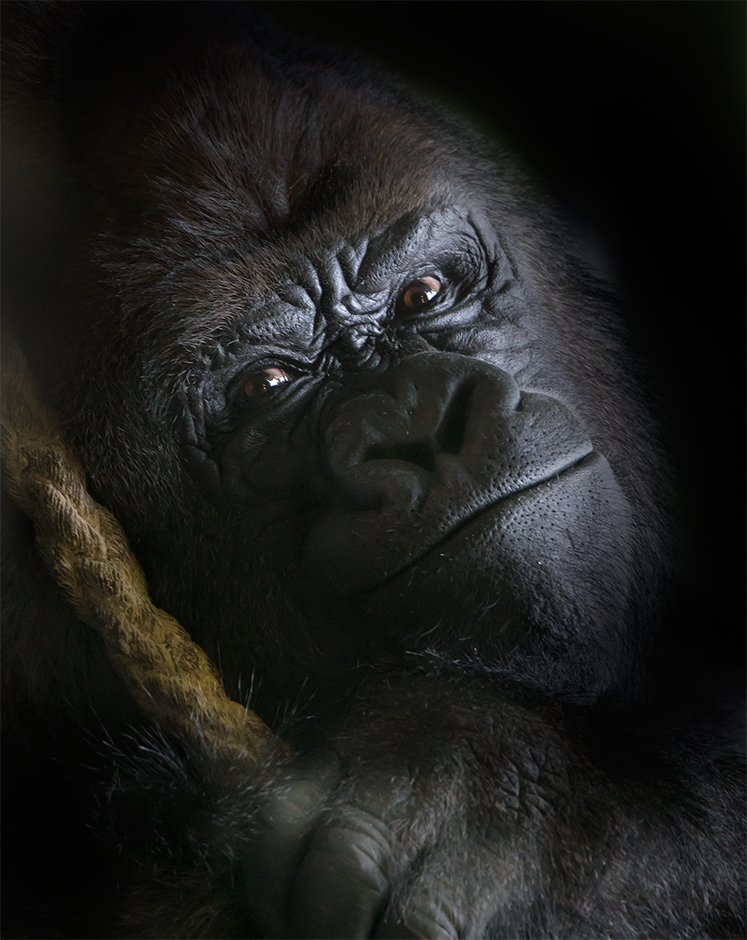 the alpha male - Animal - Photo.net