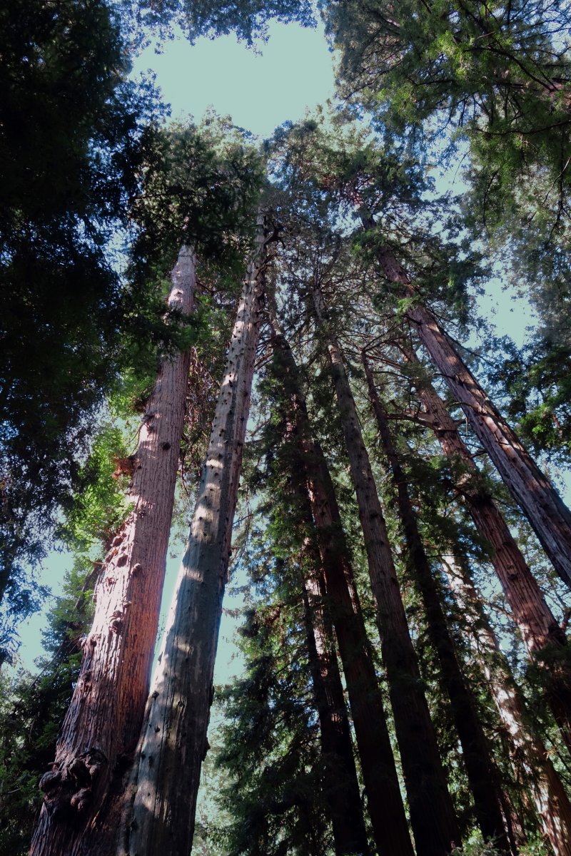 Muir Wood Tall Trees - Landscape - Photo.net