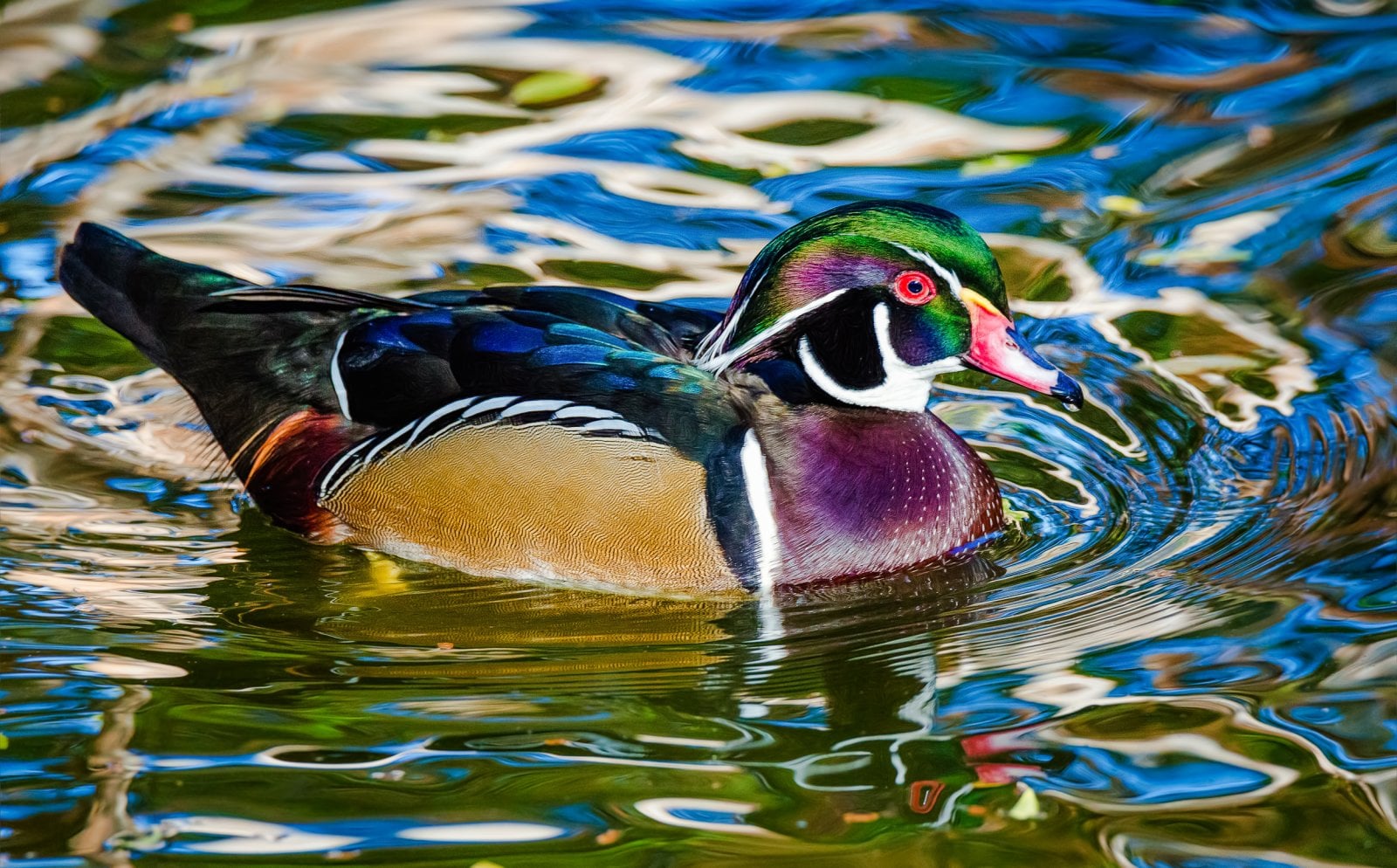 Wood Duck - Animal - Photo.net