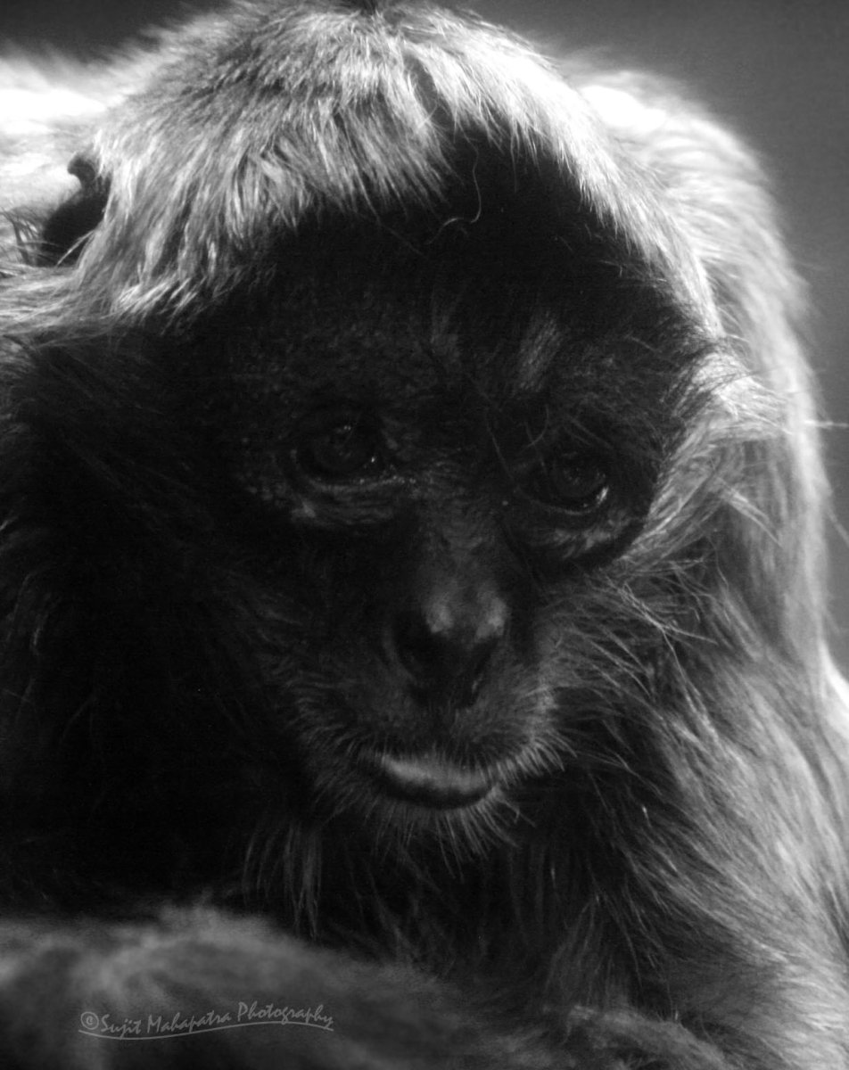 Spider Monkey Portrait - Animal - Photo.net