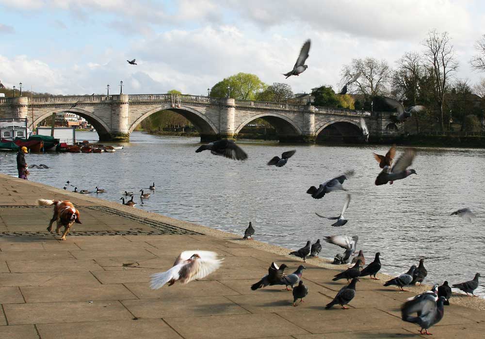 Columbidae (pigeons & doves) - No Words - Photo.net