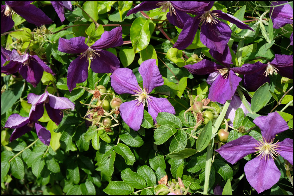 Mauve Colour - No Words - Photo.net