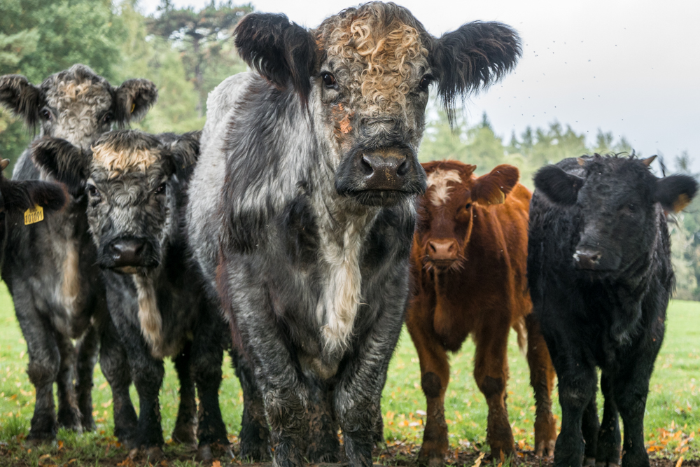 Cow Pies - No Words - Photo.net
