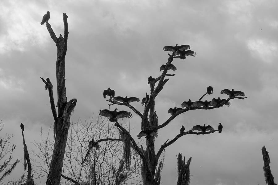 Monochrome Monday, Feb 22, 2021 - No Words - Photo.net
