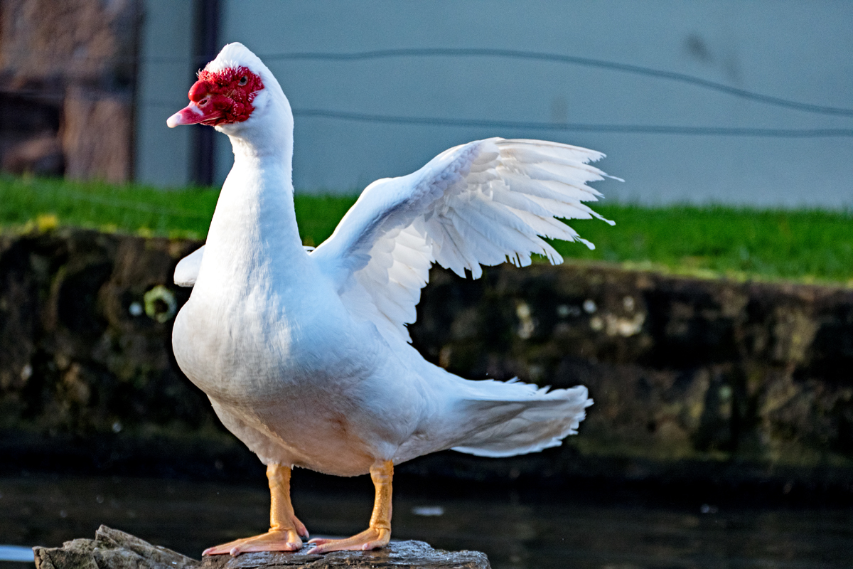 Fowl Business - No Words - Photo.net