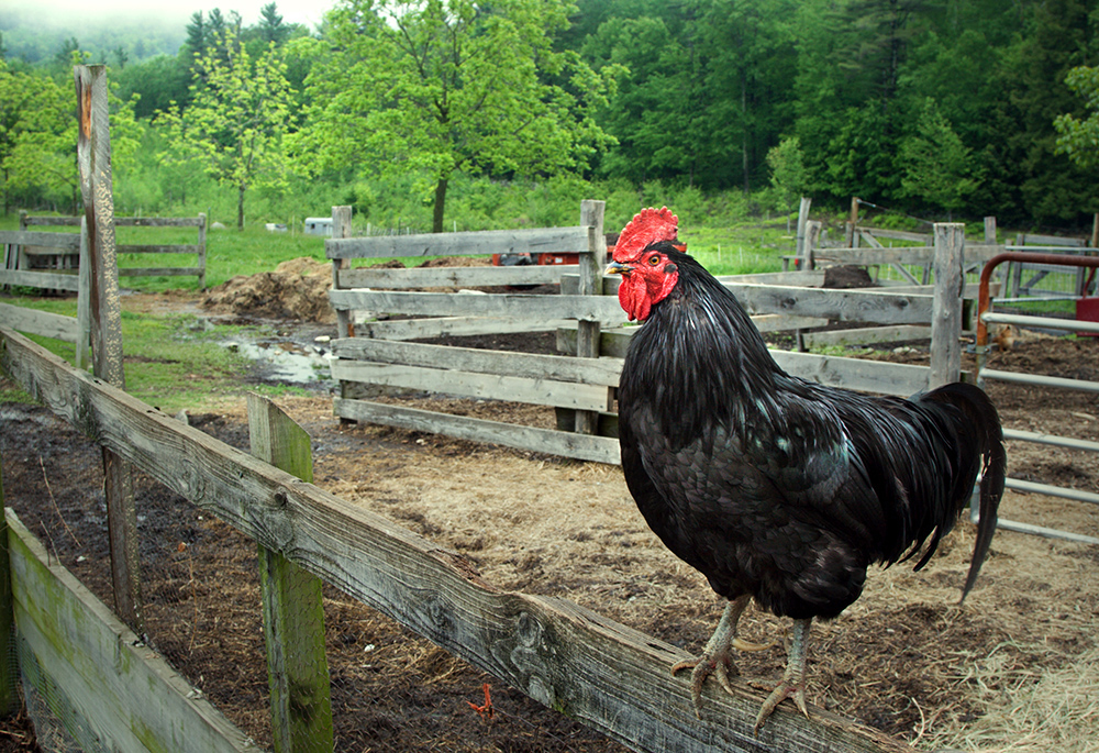 Fowl Business - No Words - Photo.net