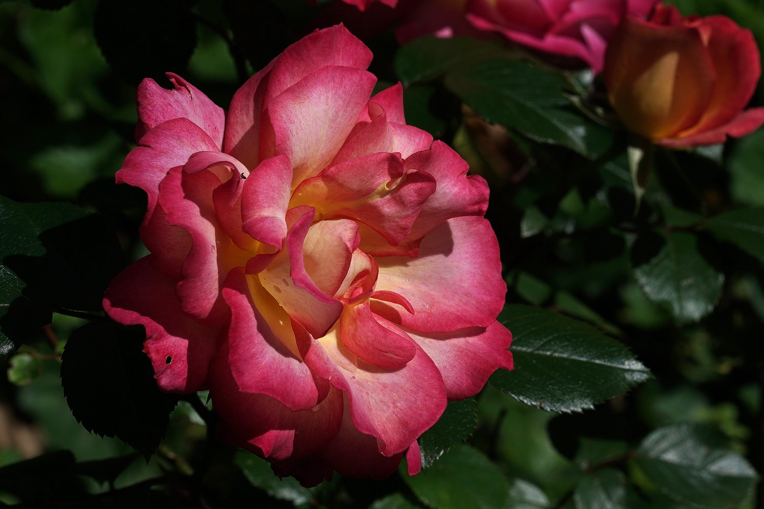 rose is a rose - Flower - Photo.net