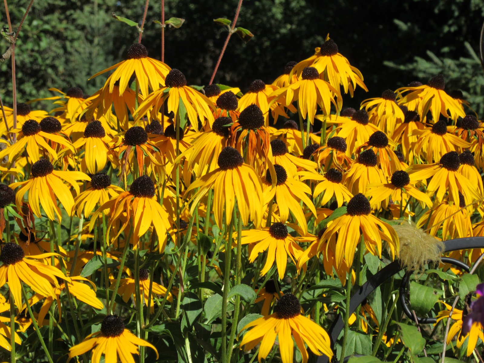 Black Eyed Susan Flowers - Flower - Photo.net