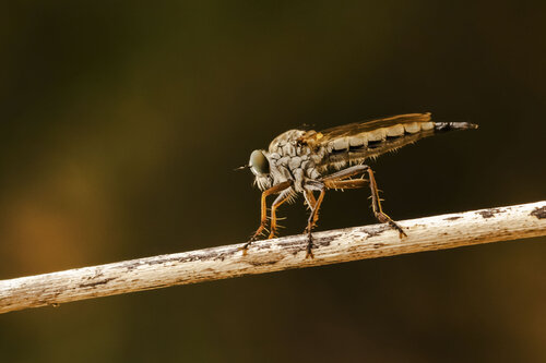 Asilidae - Files - Photo.net