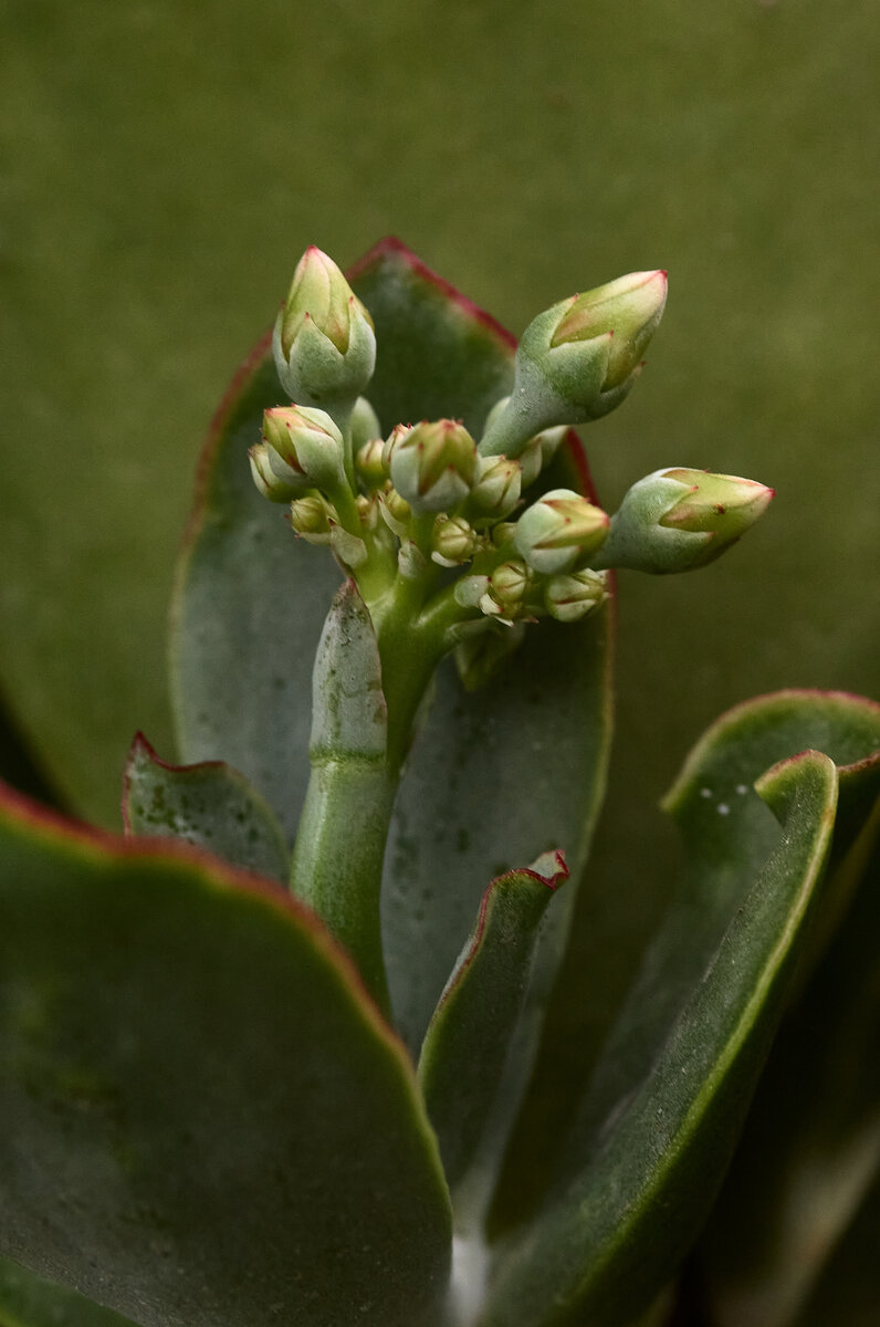 Pig's ear plant flower buds - Flower - Photo.net
