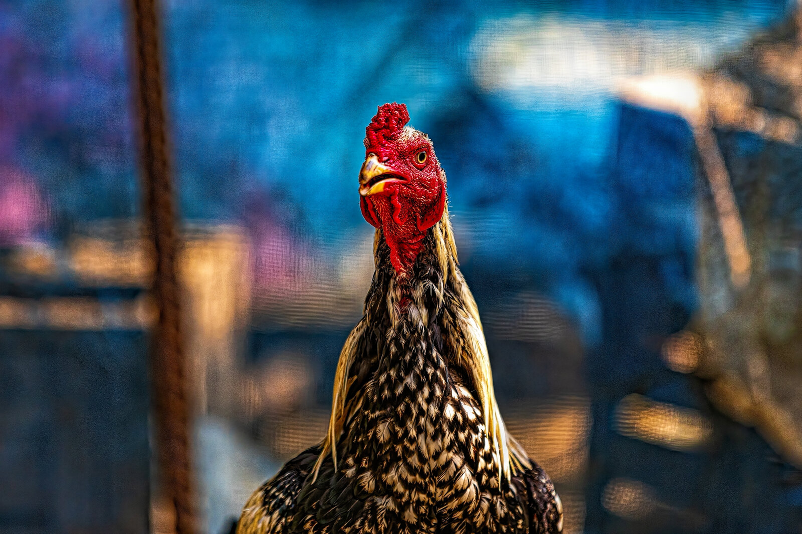 Thailand Male Chicken Rooster - Animal - Photo.net