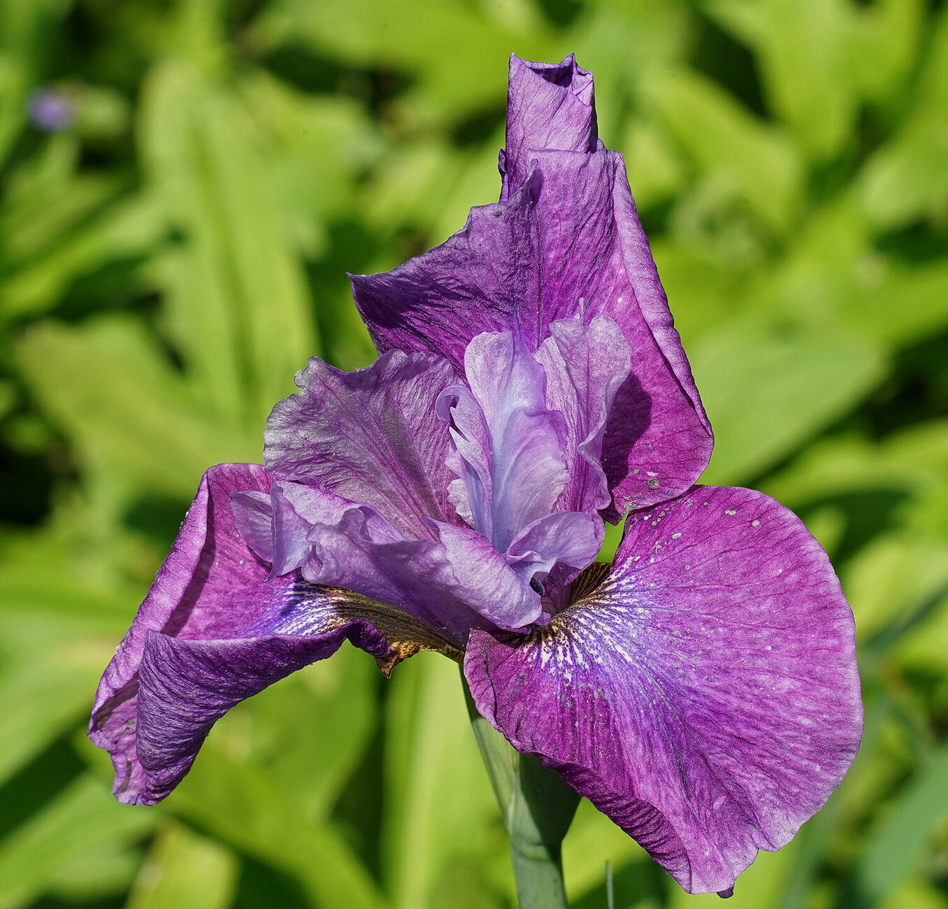 iris full frontal - Flower - Photo.net