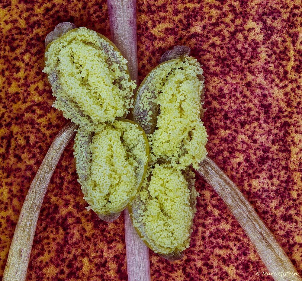 Trumpet-Creeper Anthers and Pollen - Member's Albums - Uncategorized ...