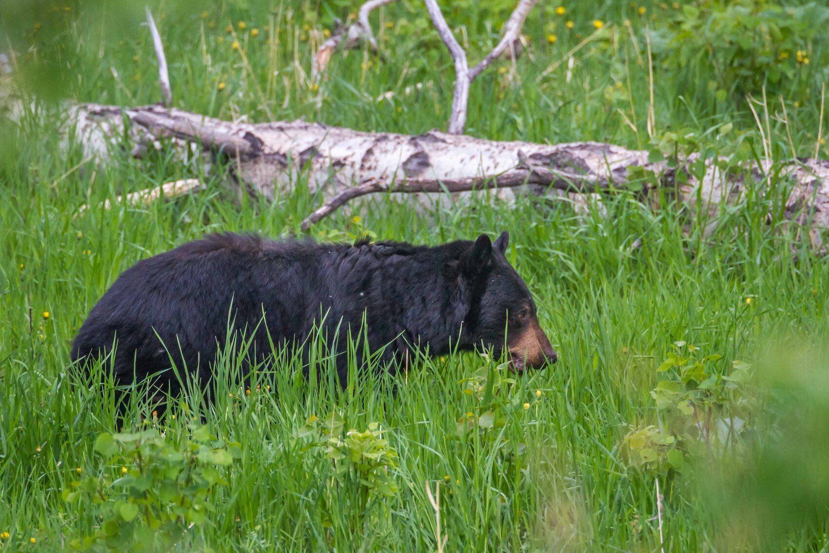 Beautiful Bruin - Wildlife - Photo.net