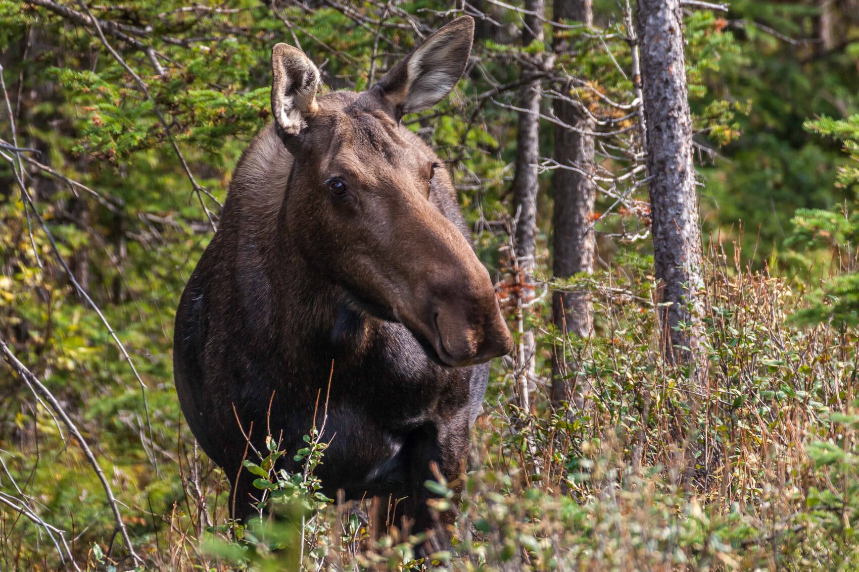 Magnificent Moose - Wildlife - Photo.net