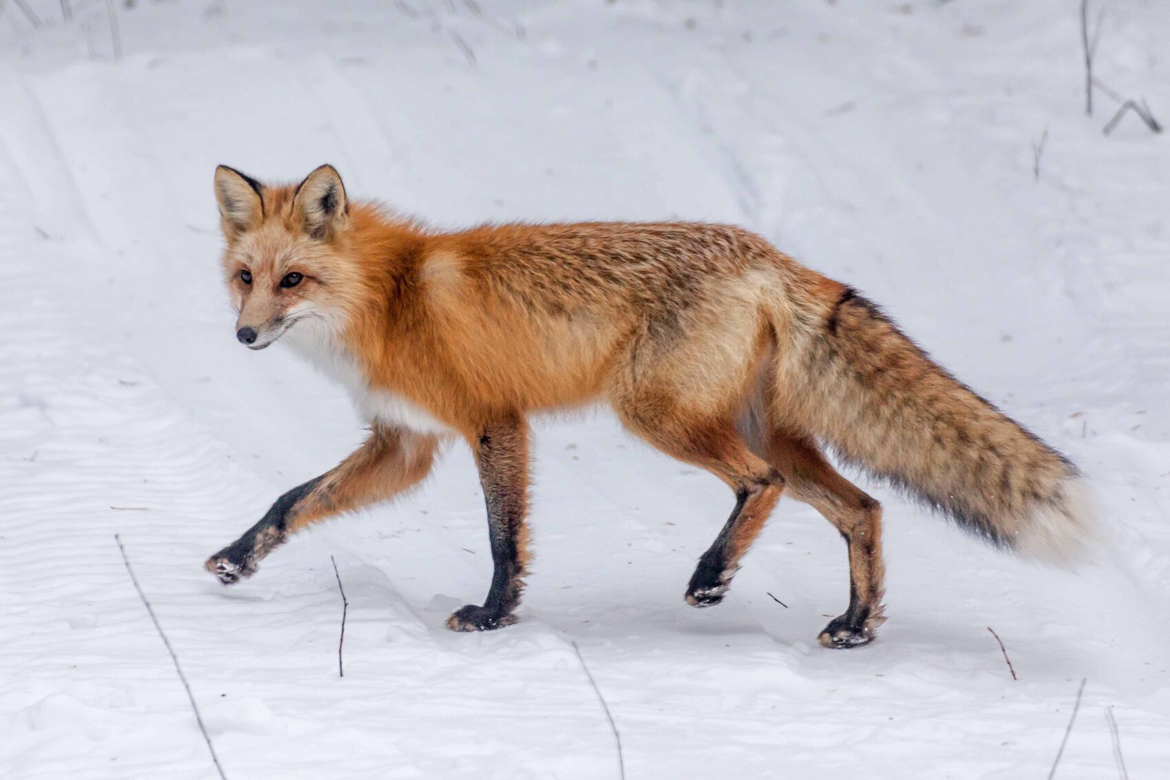 Fleet-footed Fox - Wildlife - Photo.net