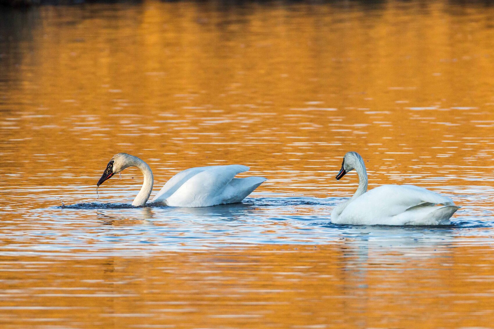 Swans at Sunset - Wildlife - Photo.net