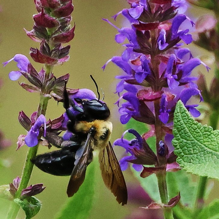 Bees & Blooms - No Words - Photo.net