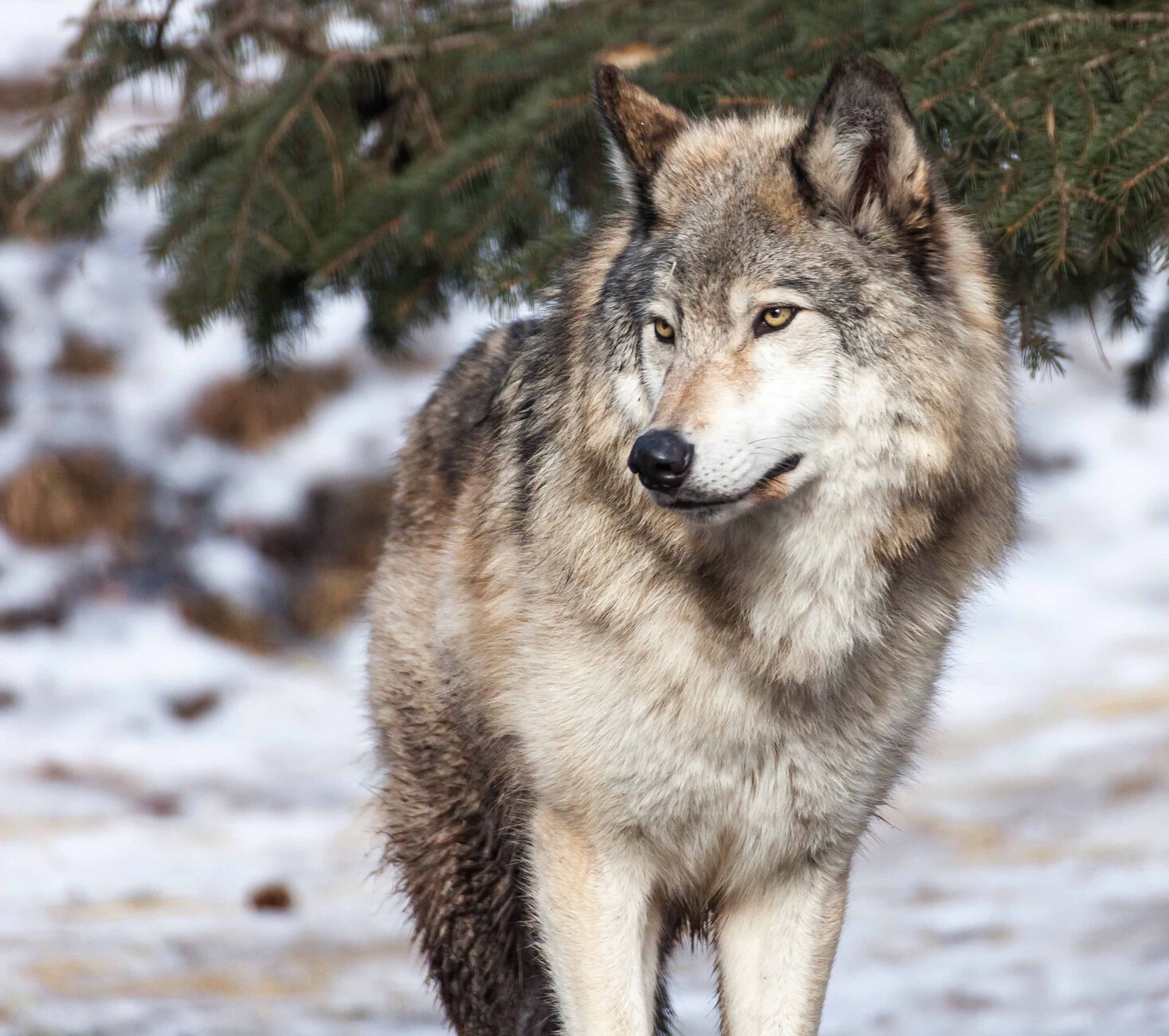 Wolf 2 - Animal - Photo.net