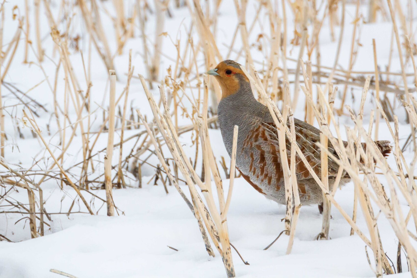 Grey Partridge - Wildlife - Photo.net