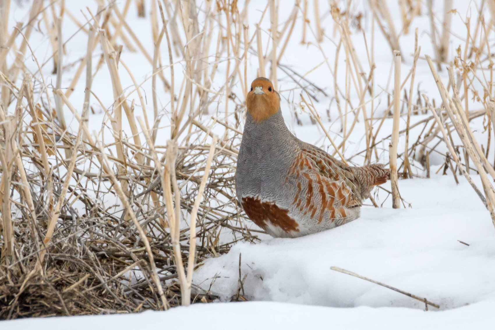 Grey Partridge 2 - Wildlife - Photo.net