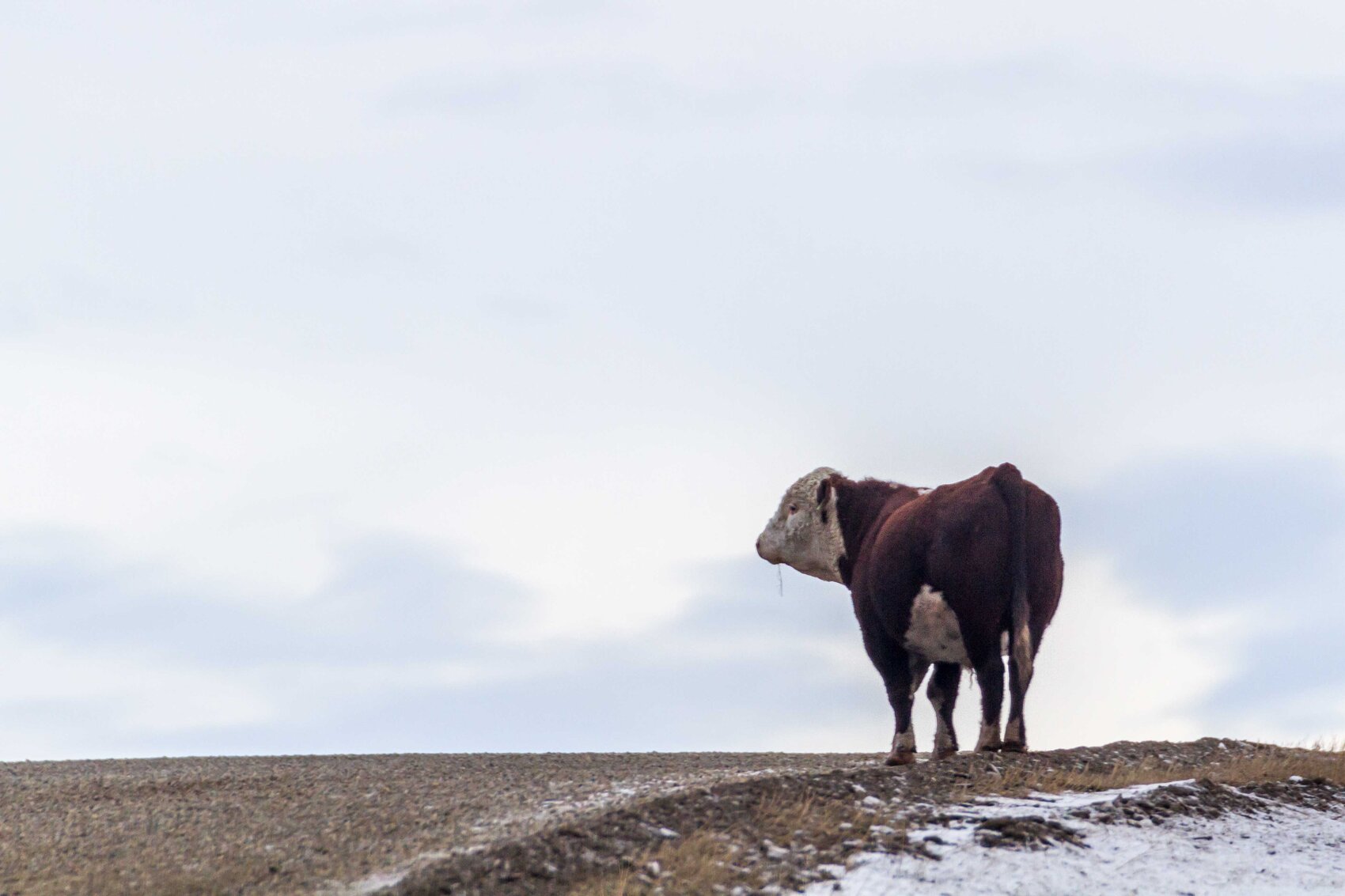 Cow on a Hill - Animal - Photo.net