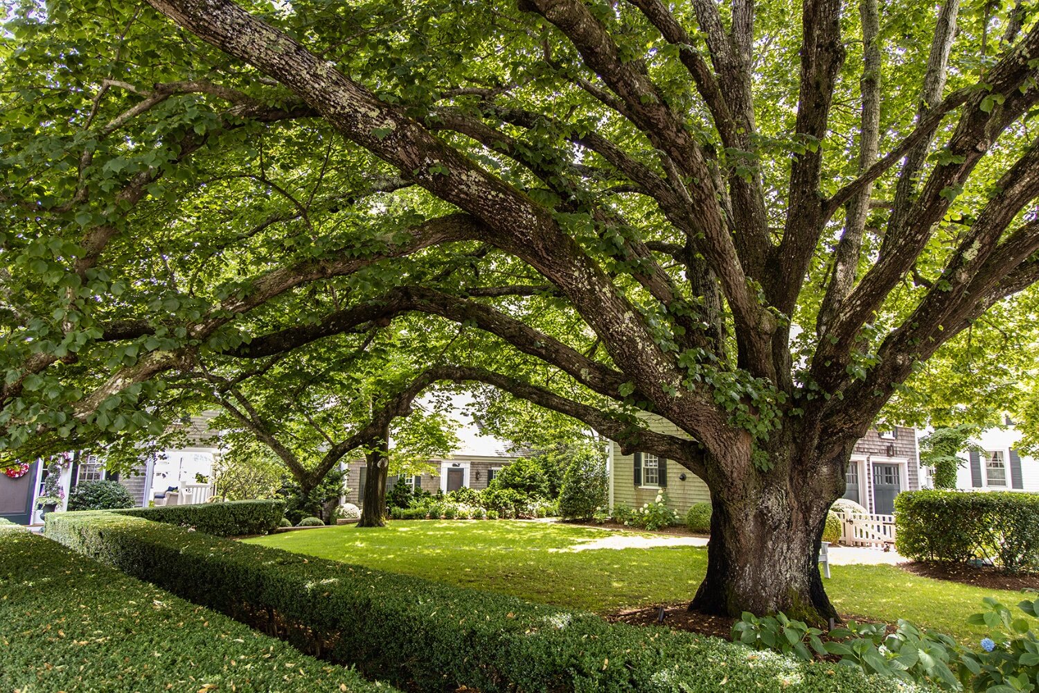 Nice Tree - No Words - Photo.net