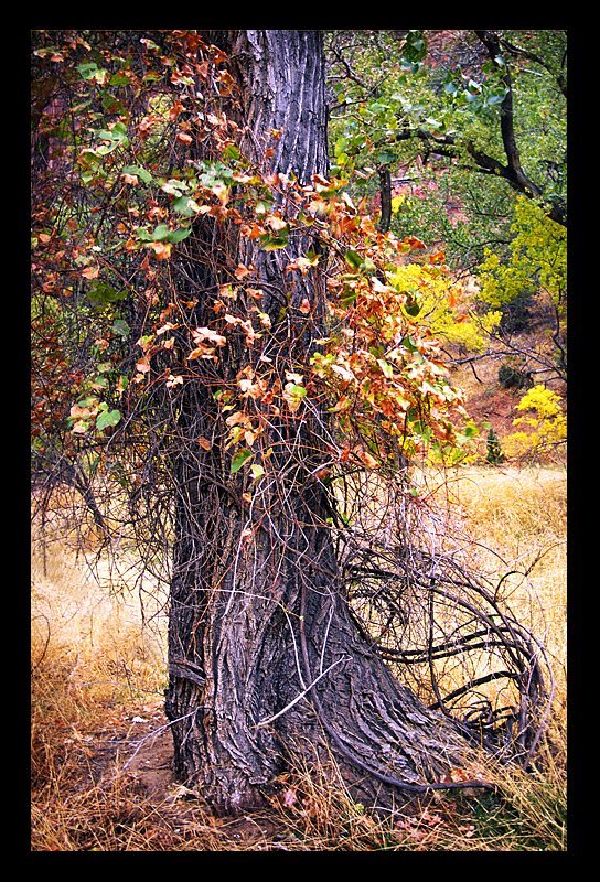 Nice Tree - No Words - Photo.net