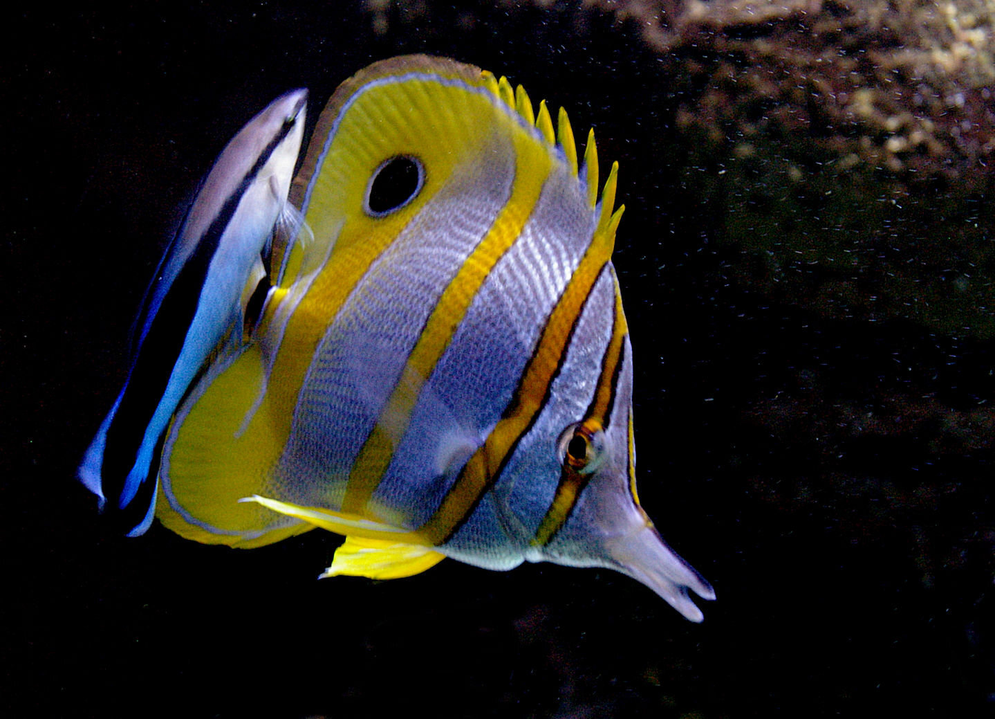 Reef fish.jpg - Animal - Photo.net