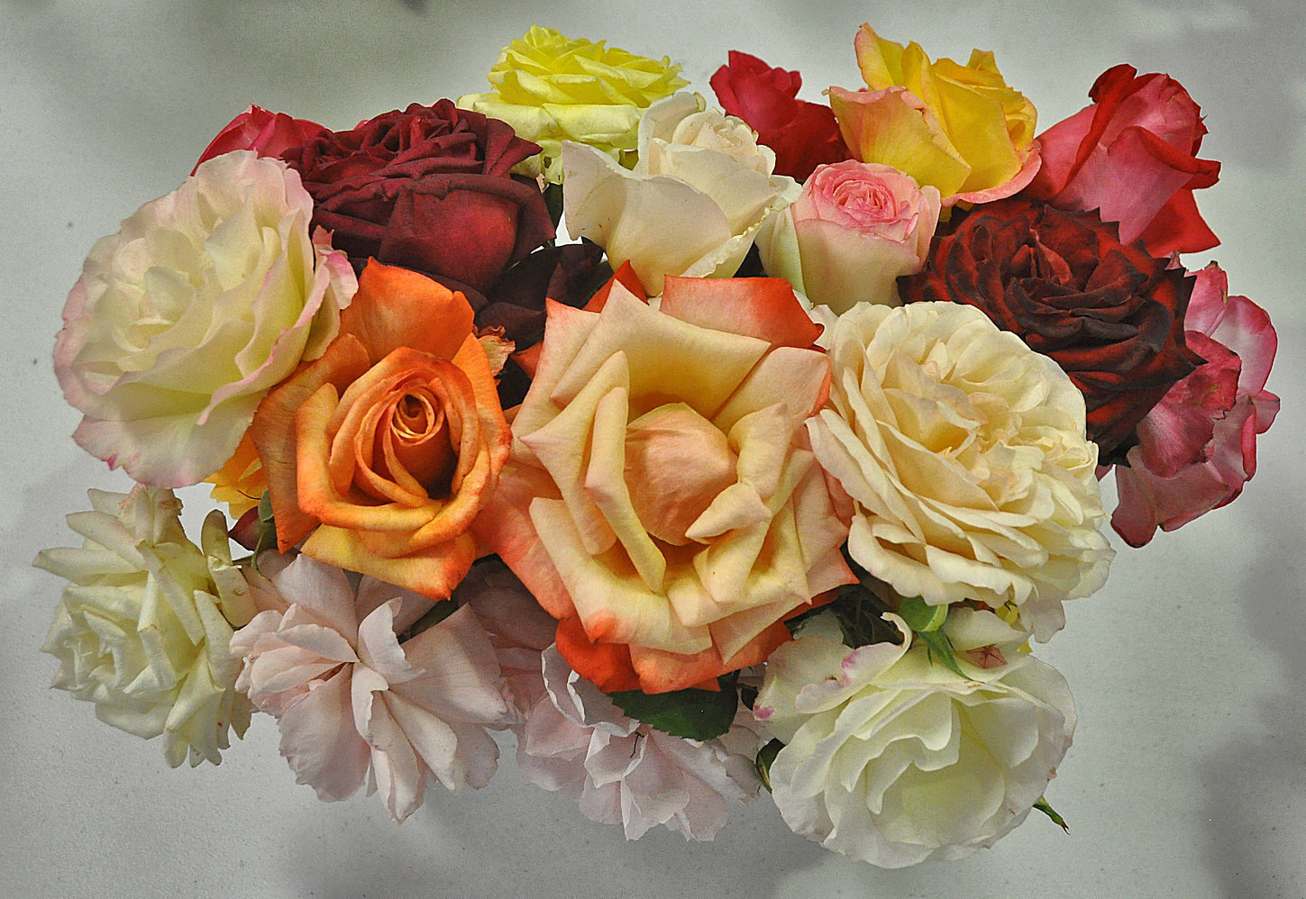 Roses 1.JPG - Flower - Photo.net
