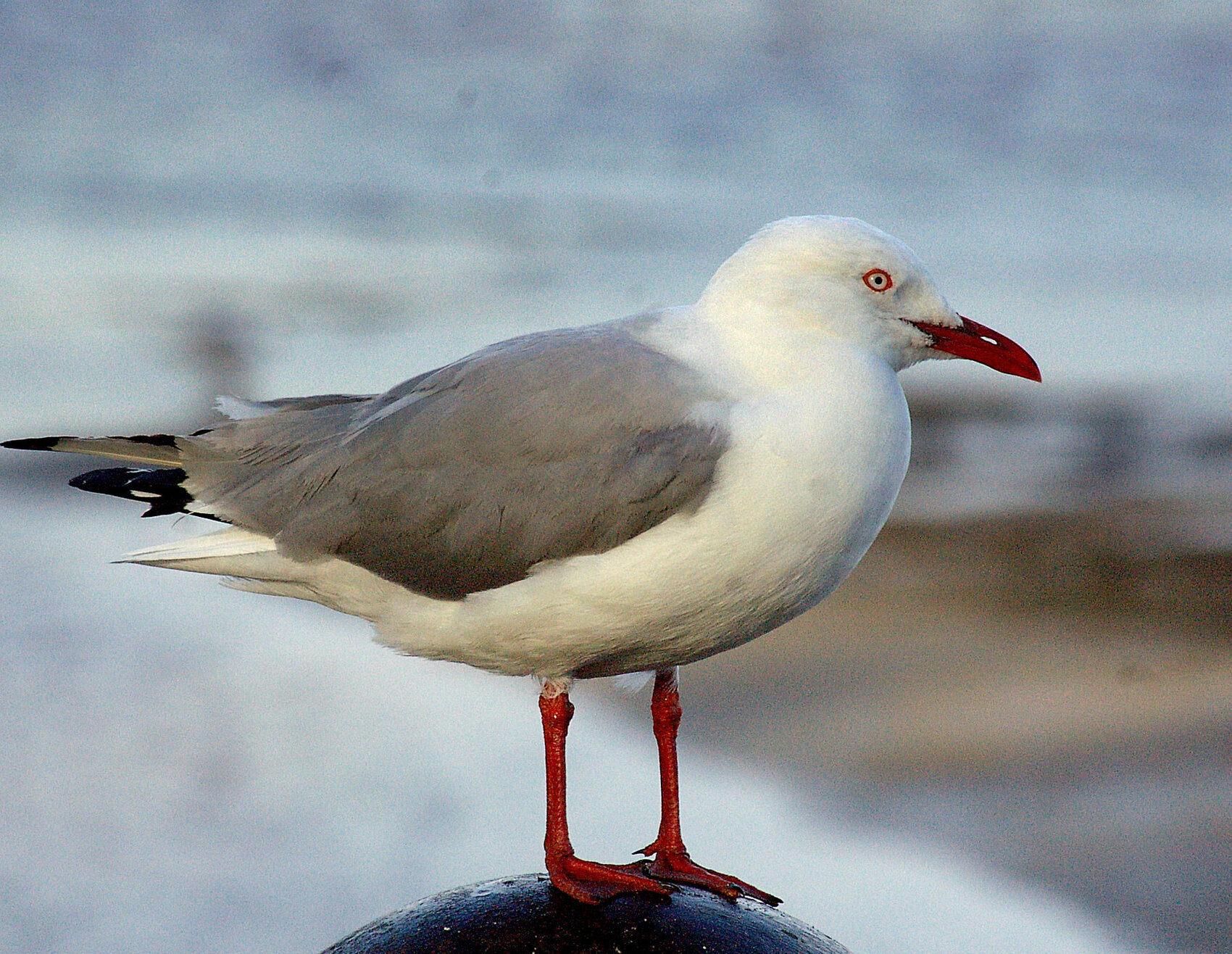 Seagull 1.jpg - Animal - Photo.net