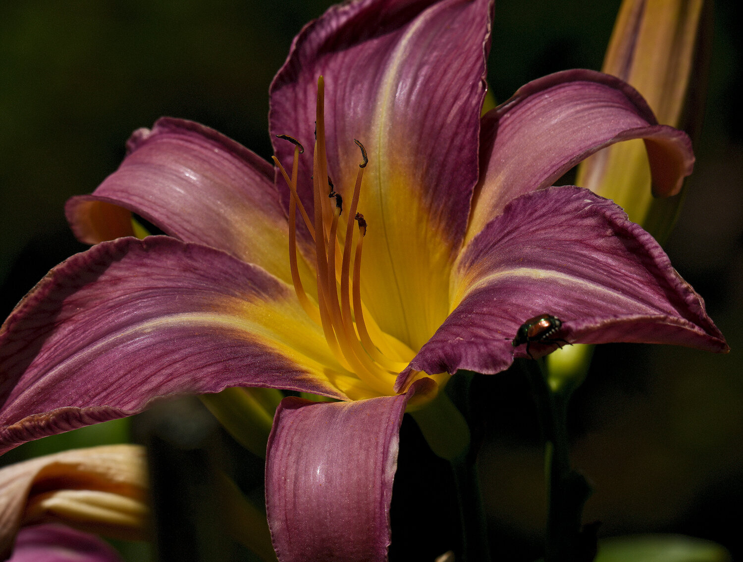 shiny new - Flower - Photo.net