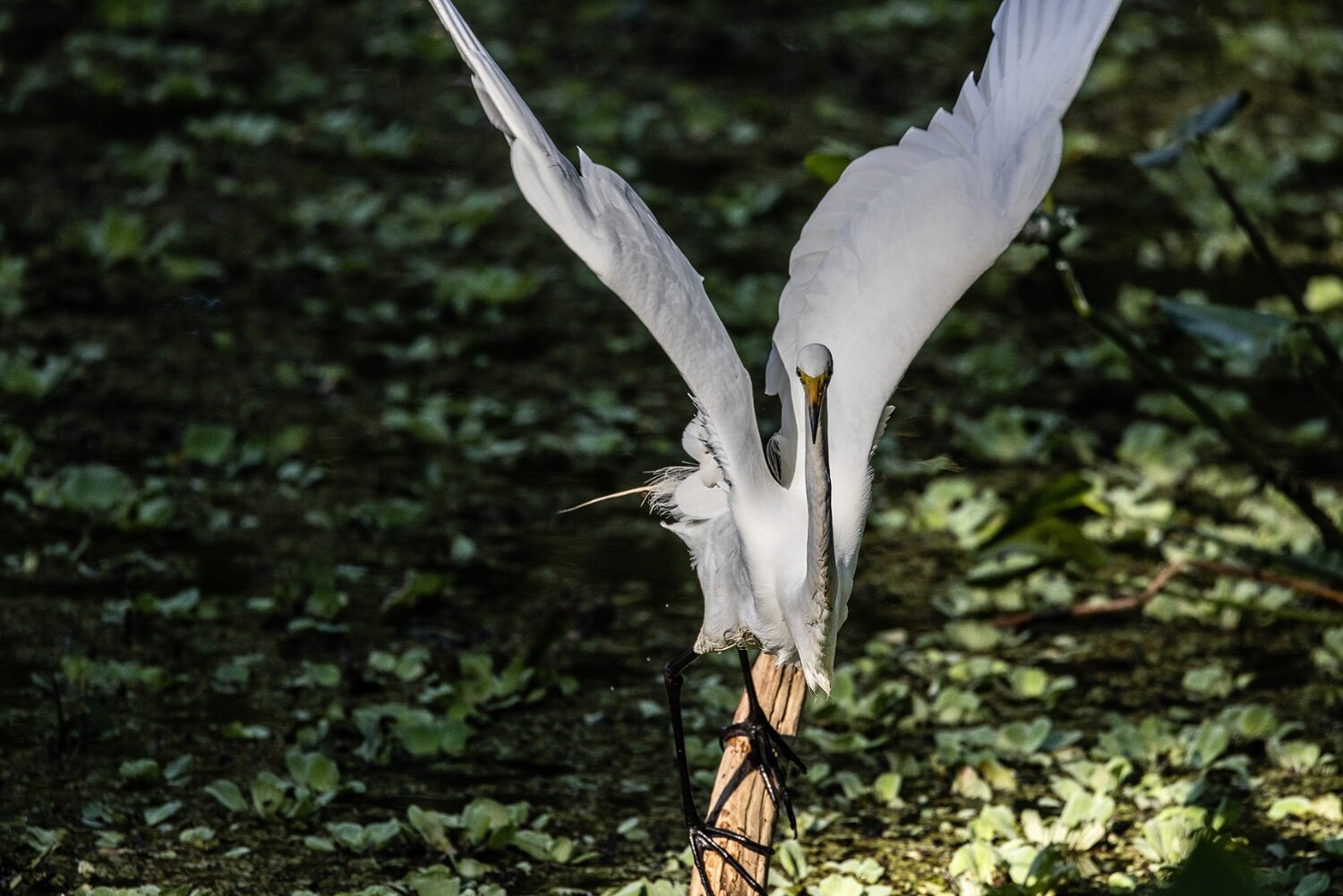 Spread em! - No Words - Photo.net