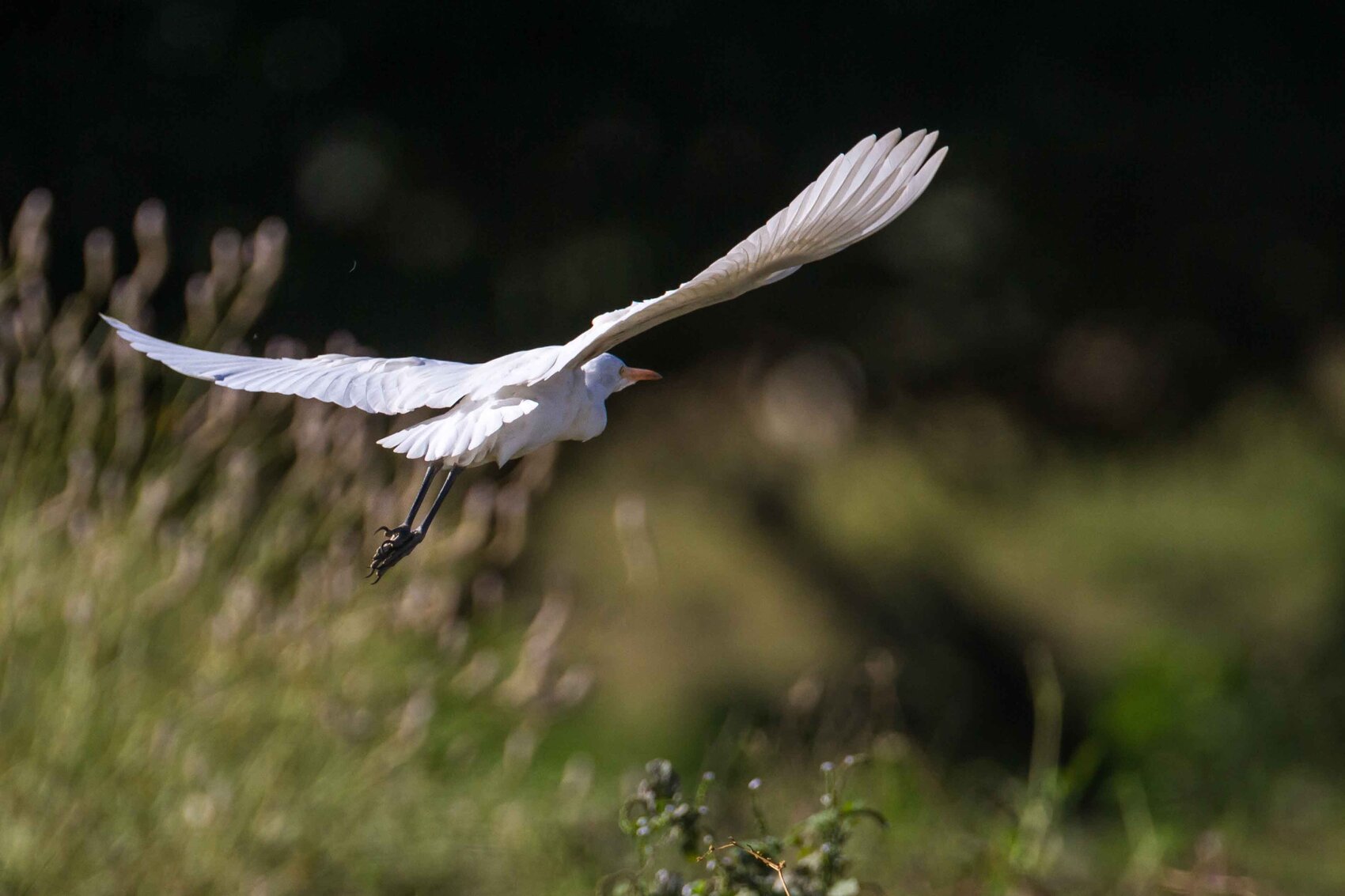 White Wings - Wildlife - Photo.net