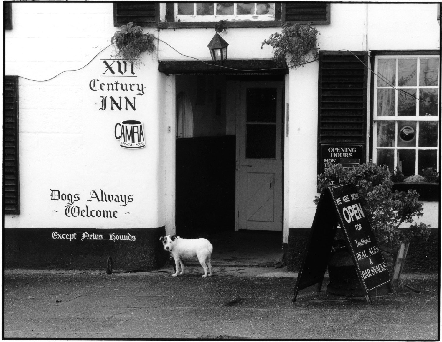 Dog - No Words - Photo.net