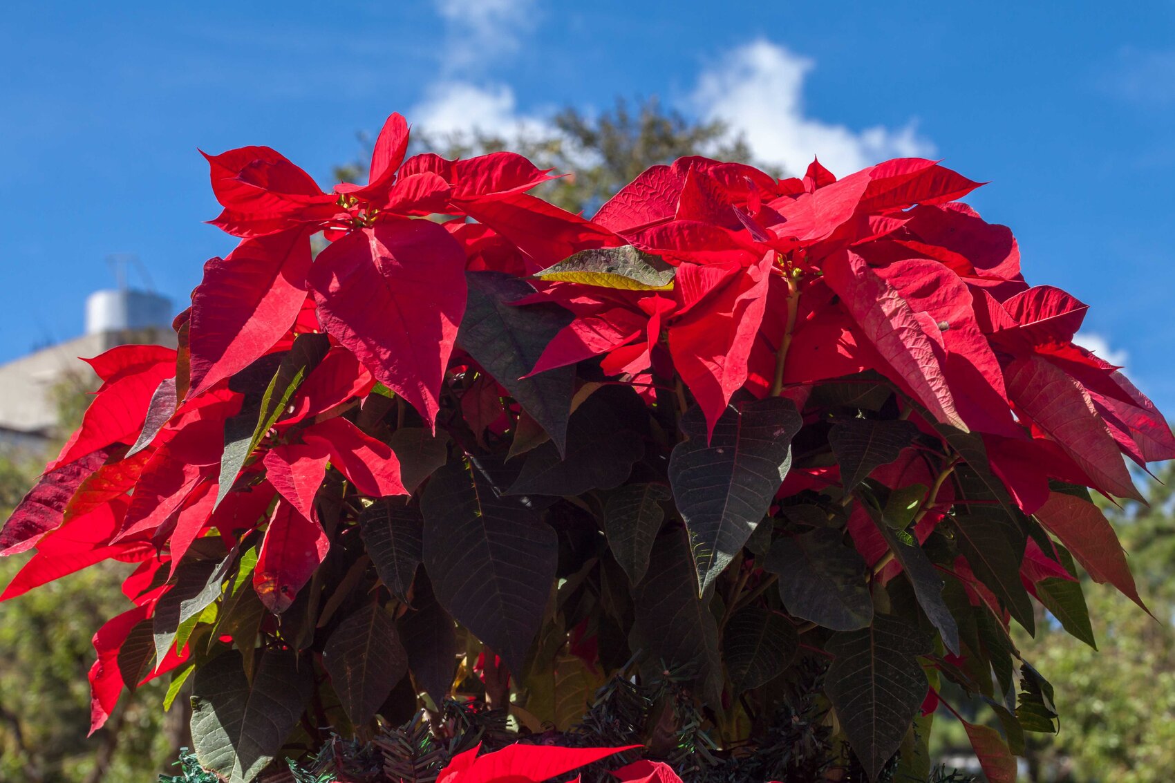 Festive Flowers - Flower - Photo.net