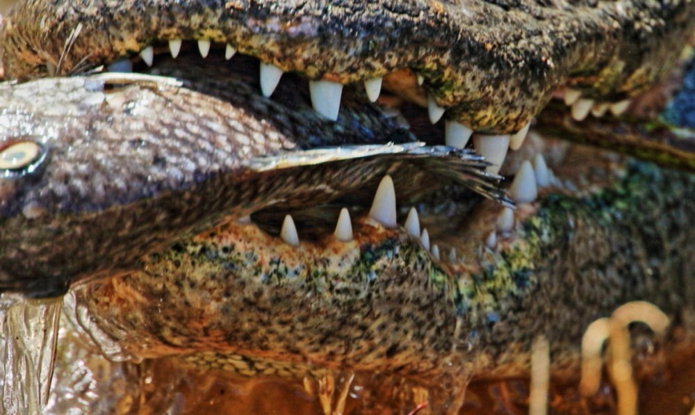 Grit your Teeth! - No Words - Photo.net