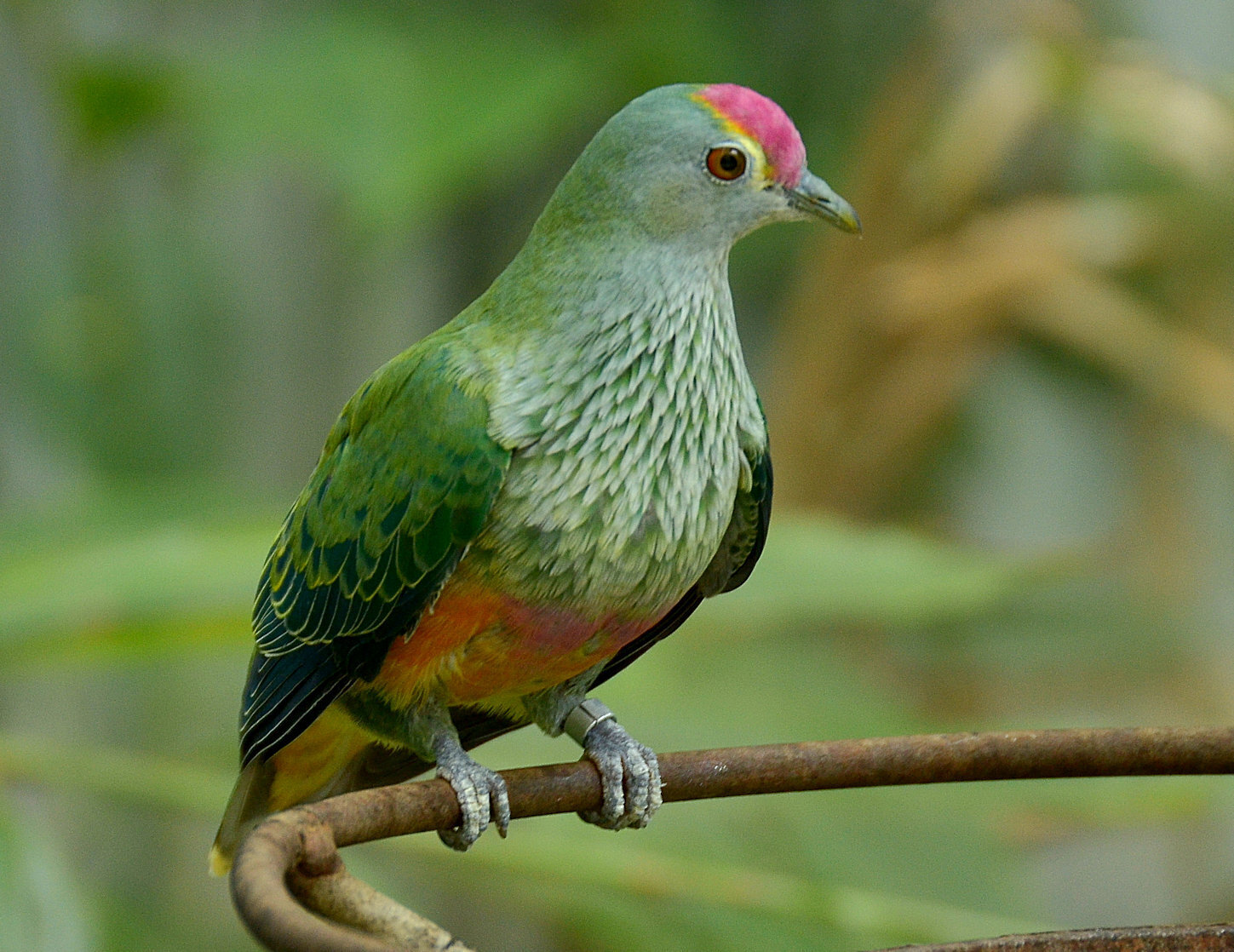 Pretty bird.JPG - Wildlife - Photo.net