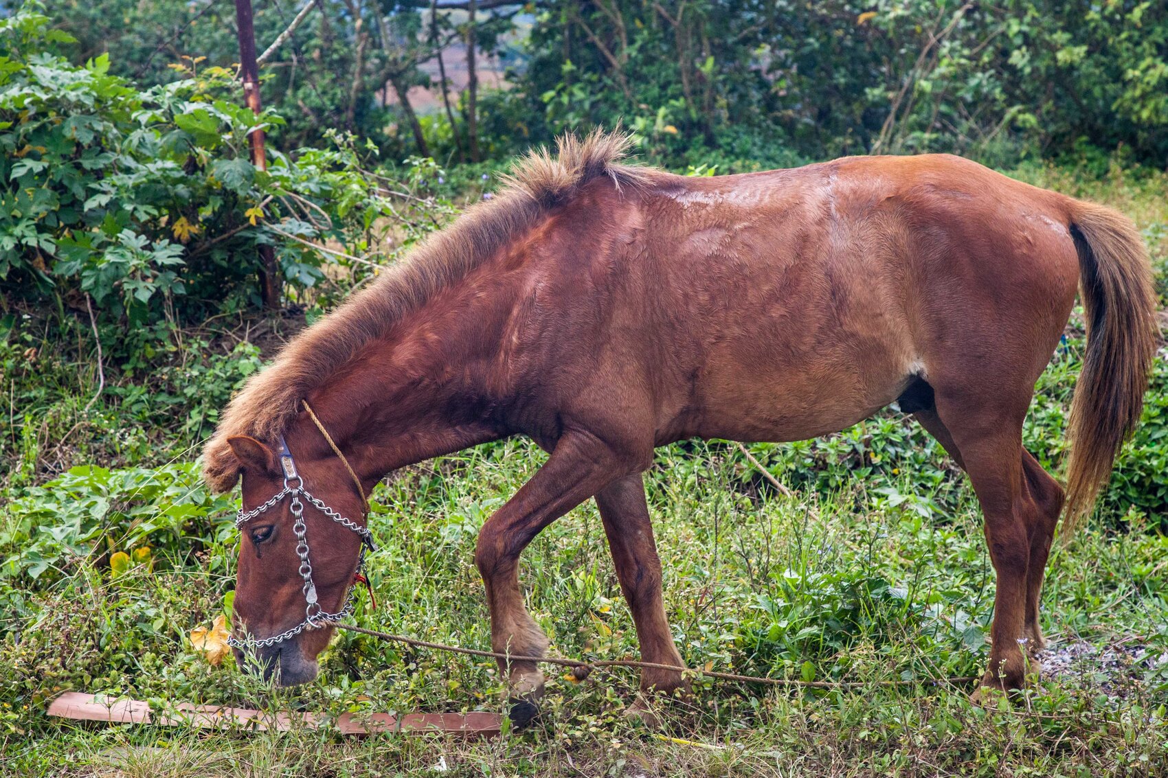 Equine Feast - Animal - Photo.net