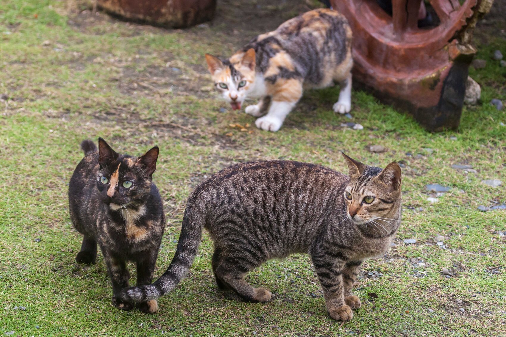 Feline Trio - Animal - Photo.net