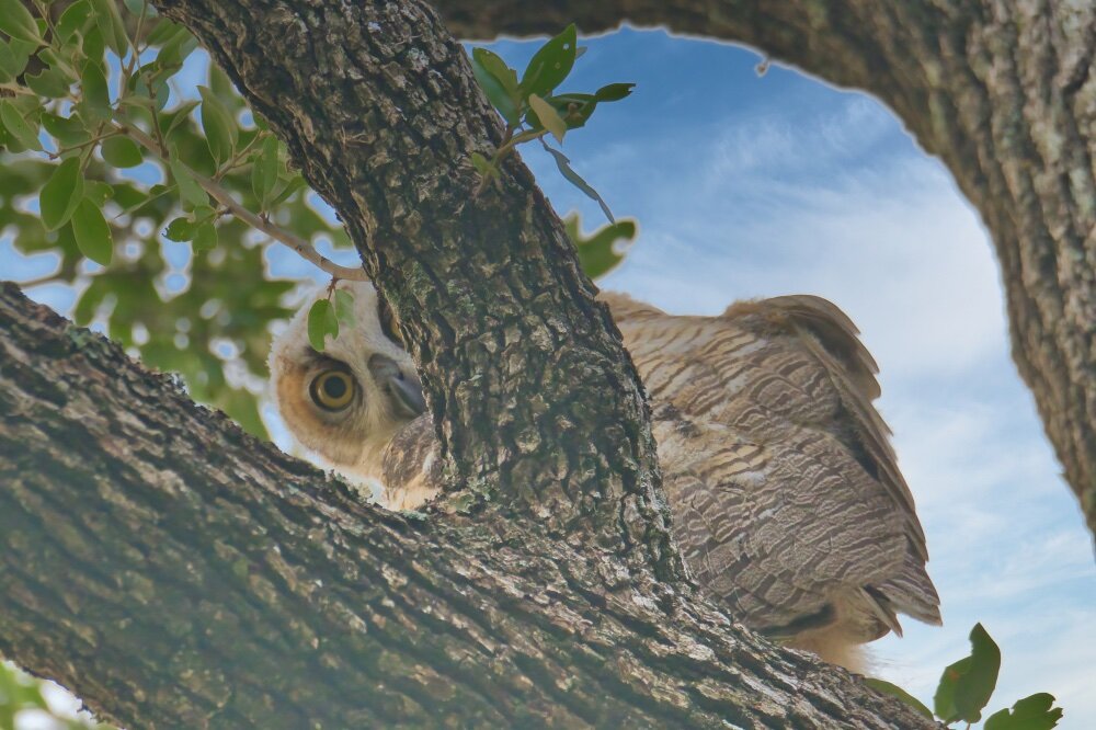 Peeking Out - No Words - Photo.net